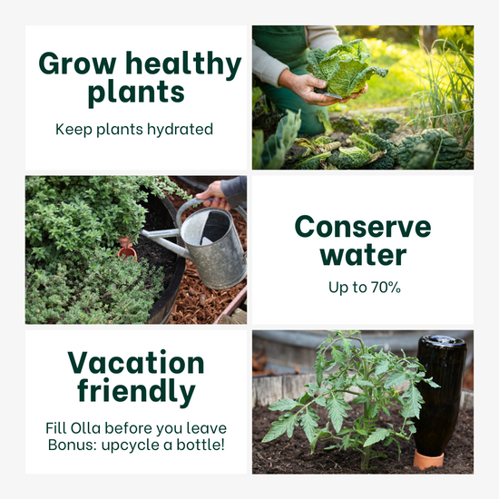 Olla Watering Pot – The Olla Company