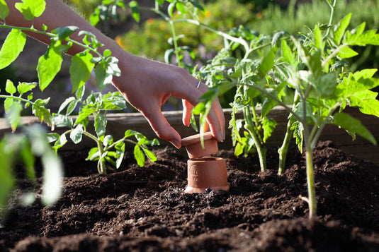 The Olla Company - Authentic Clay Watering Pots